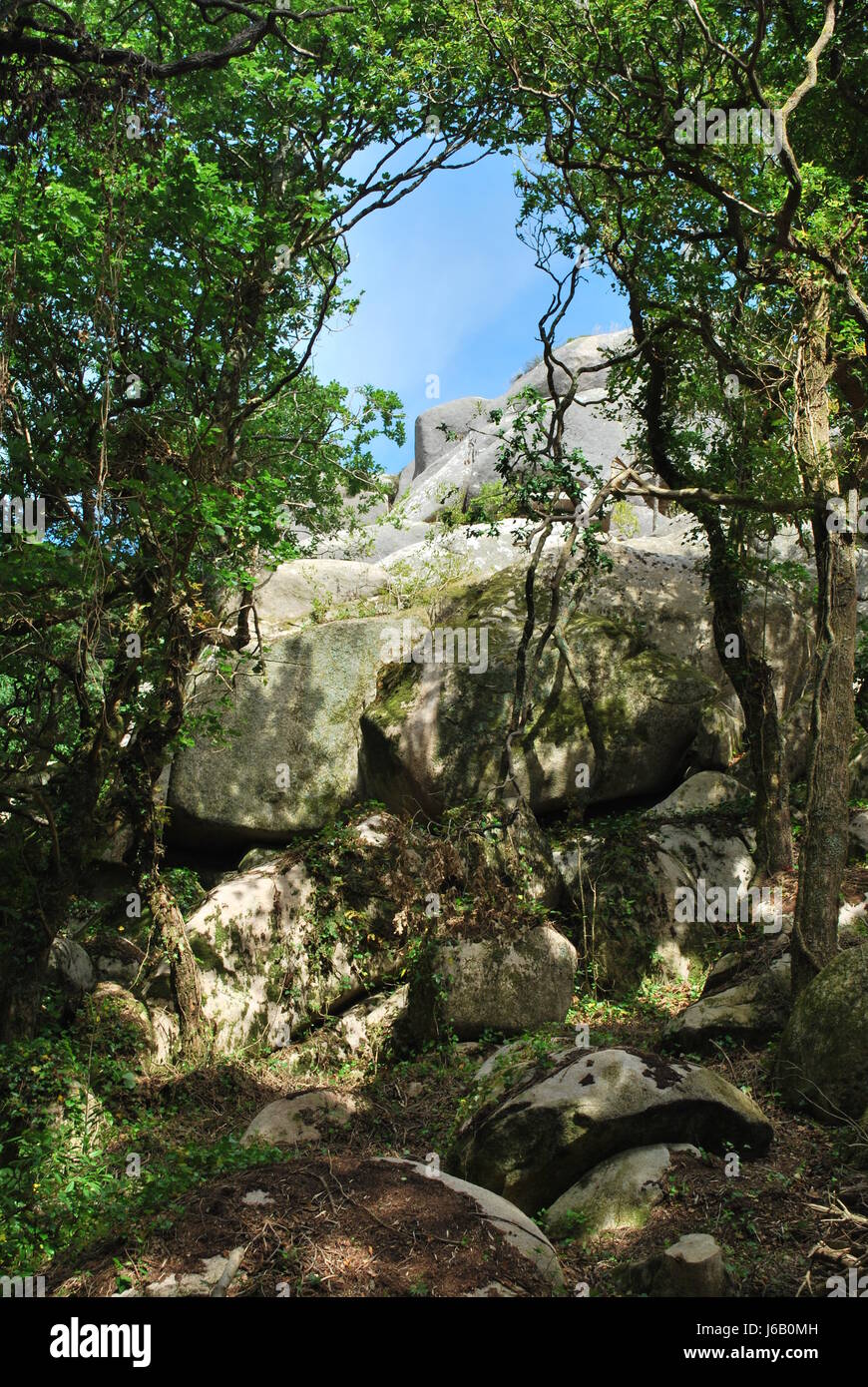 tree stone jungle tropical landscape scenery countryside nature ...