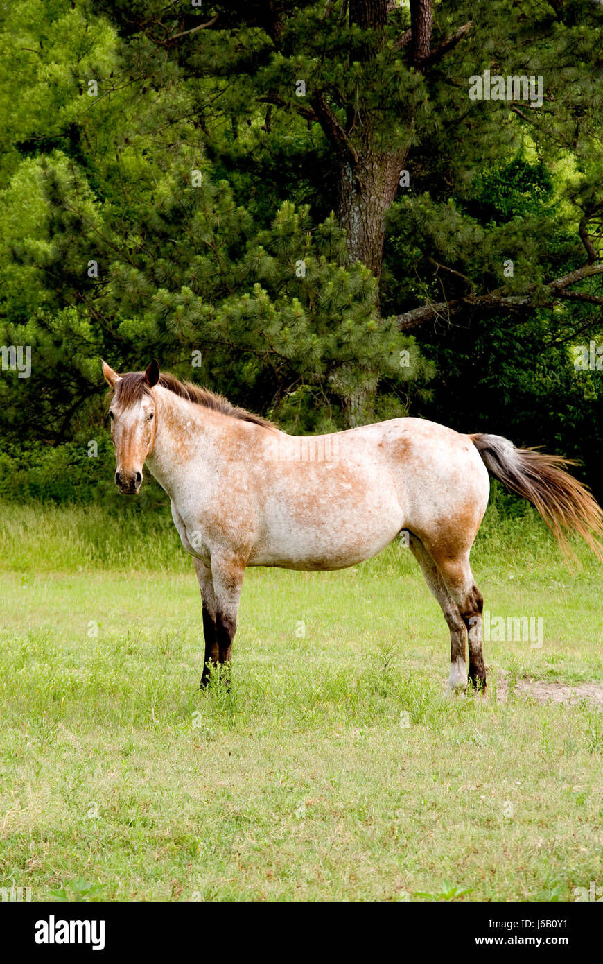 horse animal farm country pasture ranch rural peasant horse animal wild ...
