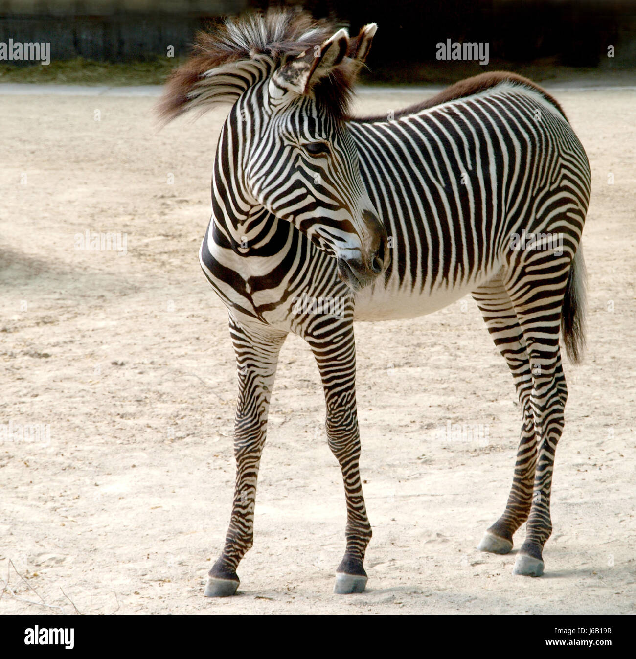 africa zebra wild animal horse africa savannah goat zebra north africa ...
