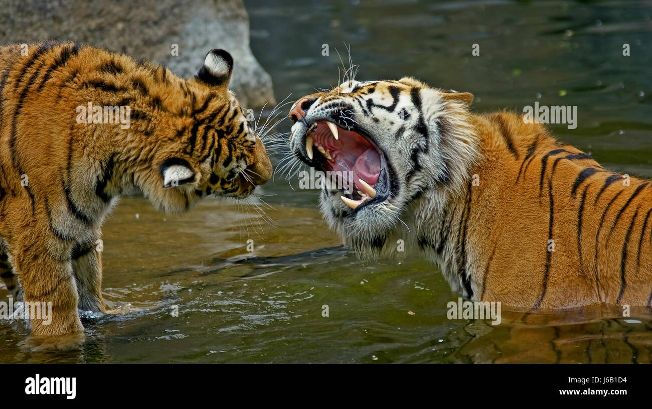 big cat feline predator cat tiger predator teeth tongue big cat feline ...