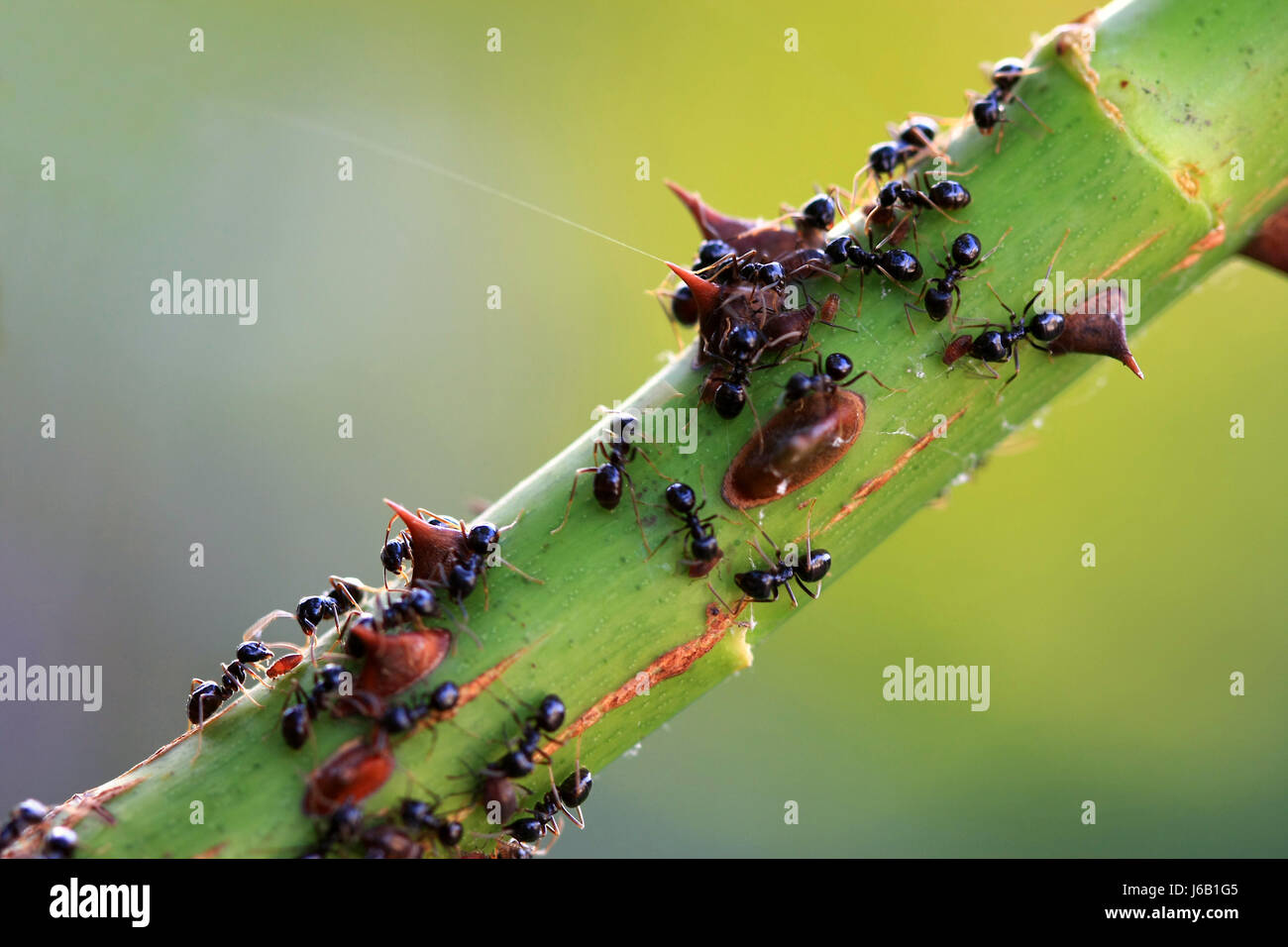 flower rose plant insects ants symbiosis macro close-up macro admission ...