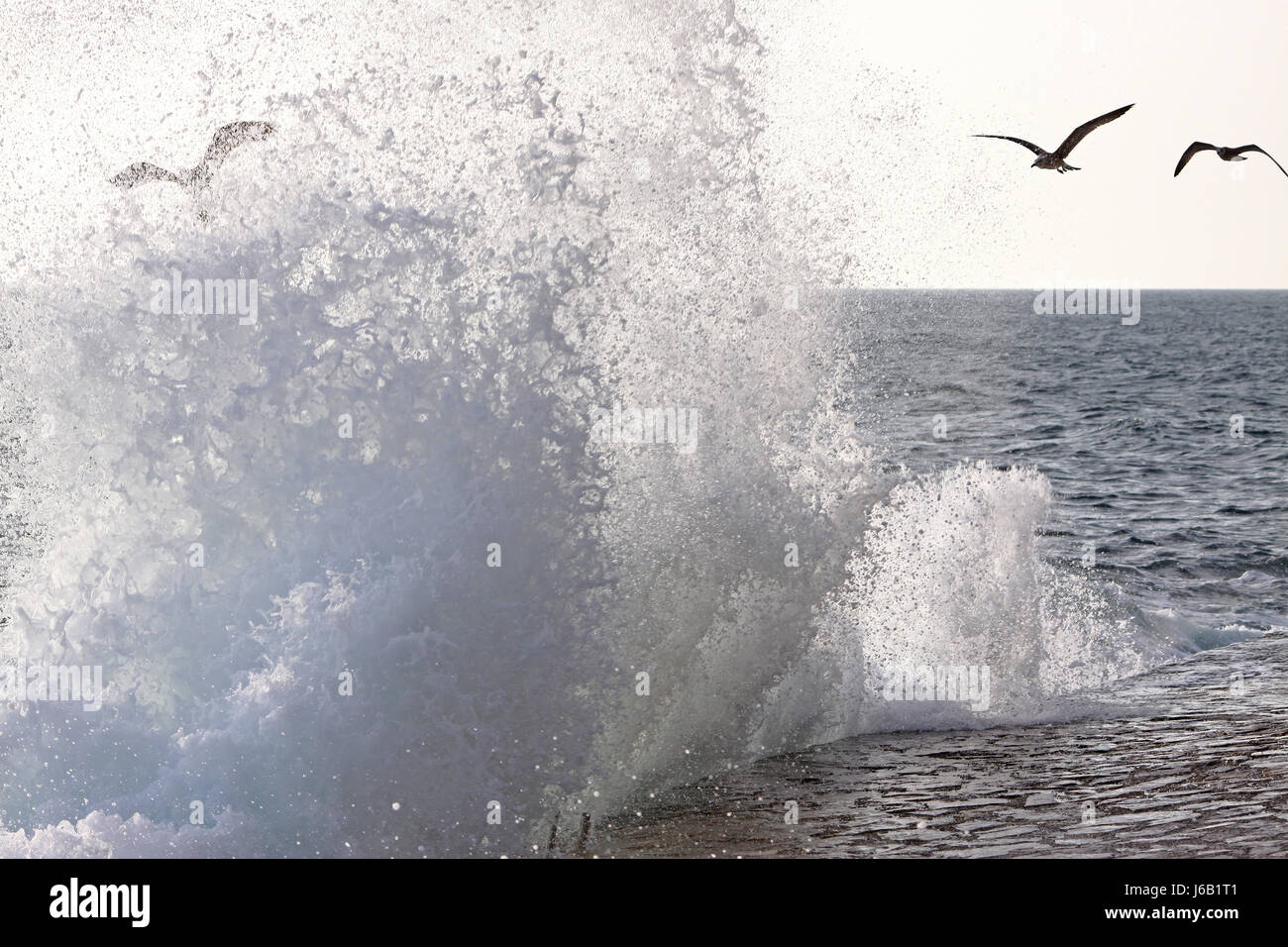 bird birds waves coast waterpower salt water sea ocean water bird birds ...