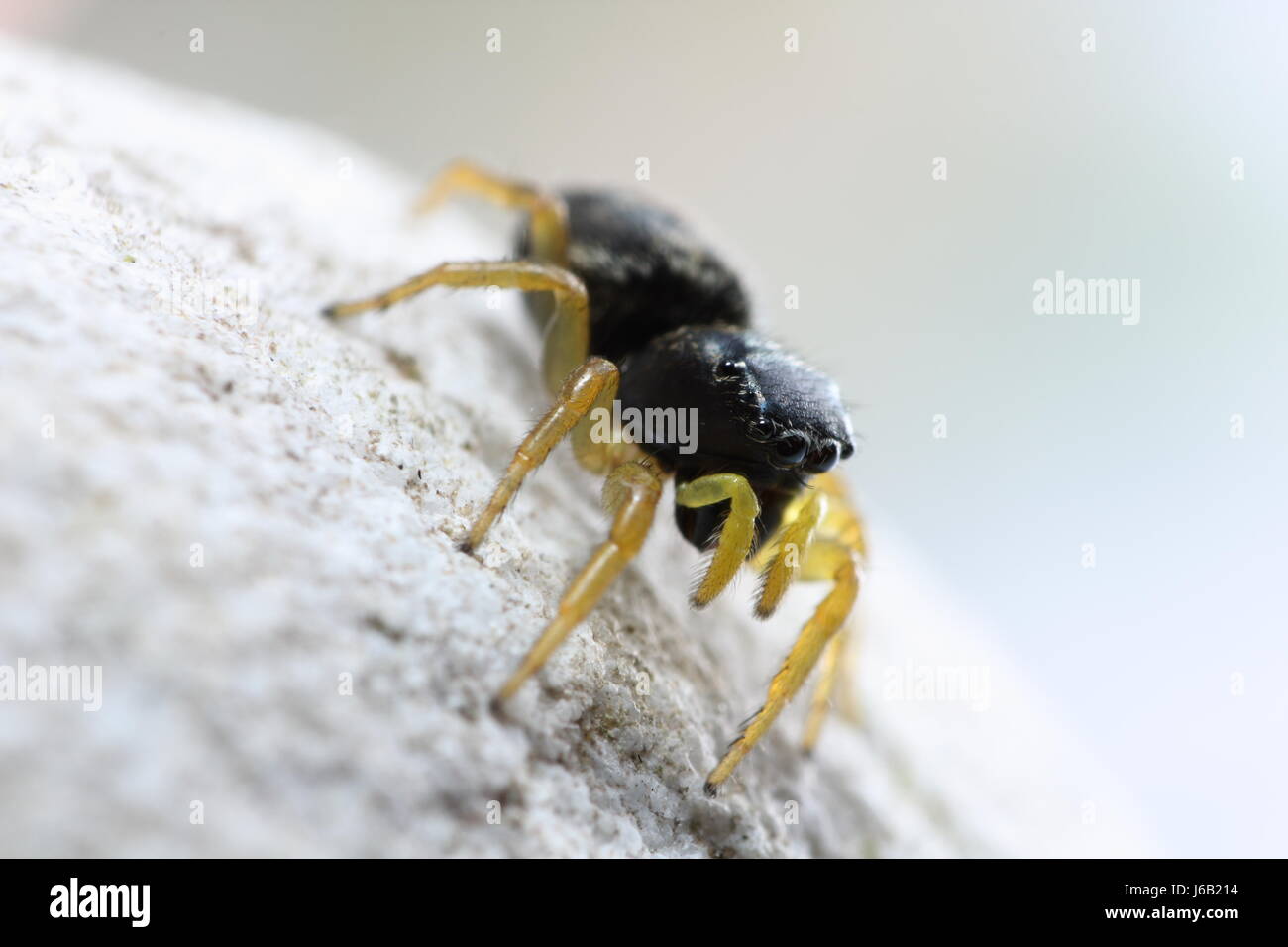 black jumping spider Stock Photo - Alamy