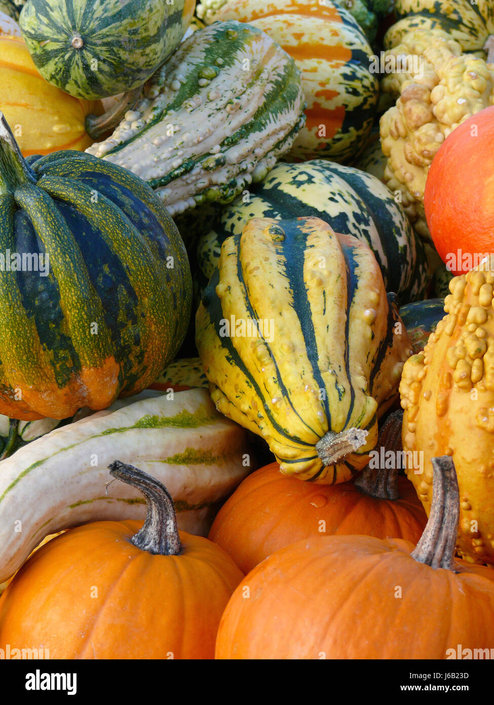 Pumpkin and Gourd Harvest II Stock Photo - Alamy