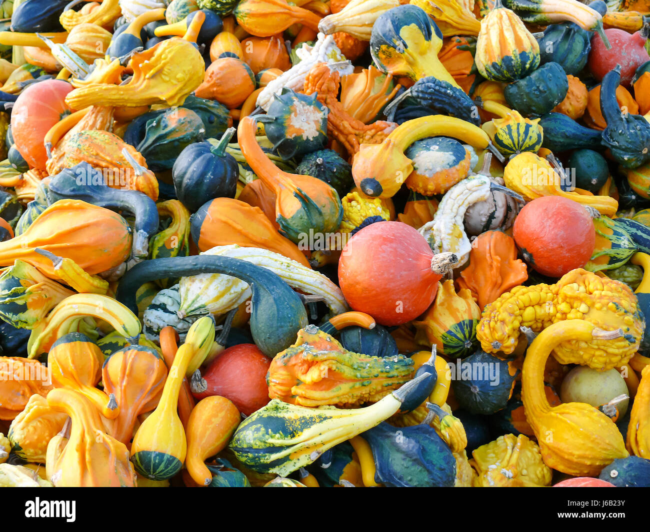 Pumpkin and Gourd Harvest Stock Photo - Alamy