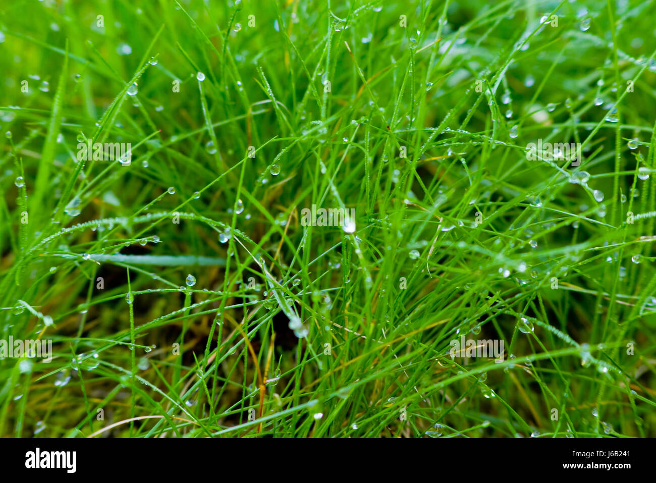 green blade of grass meadow grass lawn backdrop background plant willow ...