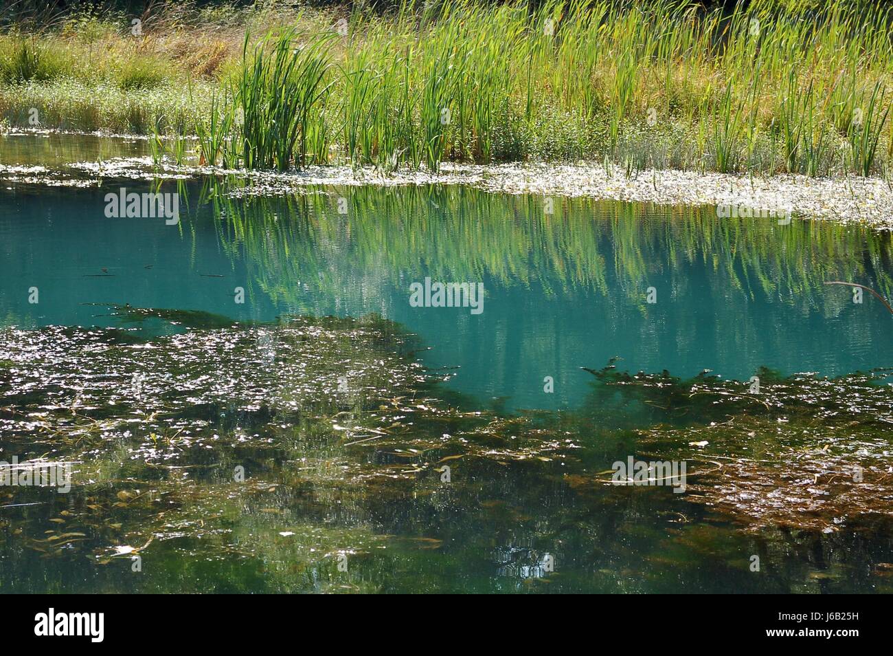 swamp cane water environment enviroment swamp reflection cane nobody ...