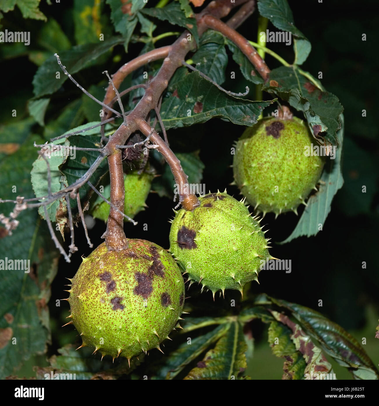 Kastanie kastanien baum castanea stachel hlle kern sammeln hi-res stock ...