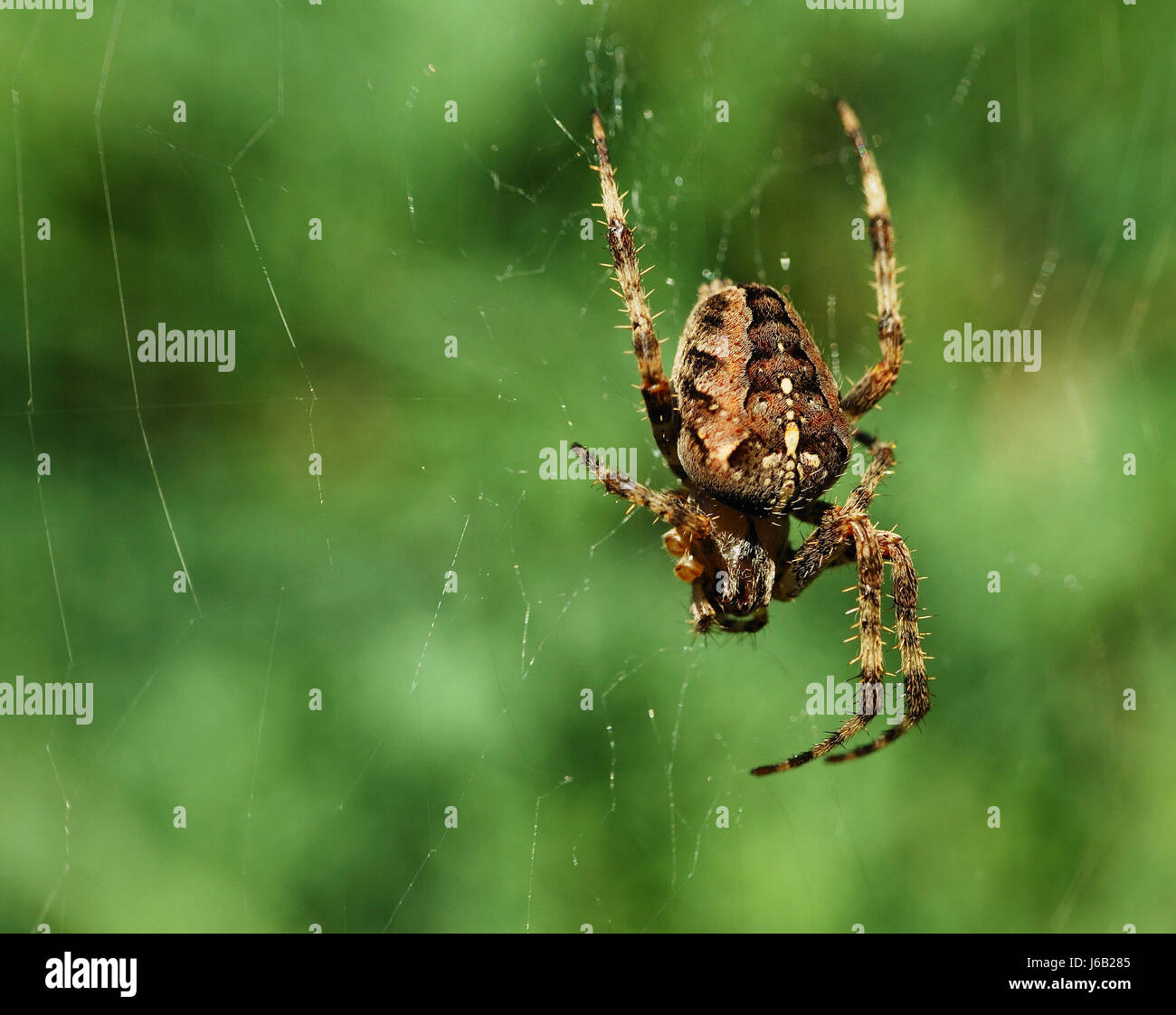 animals spider nature net cobweb spiders web legs garden animal animals ...