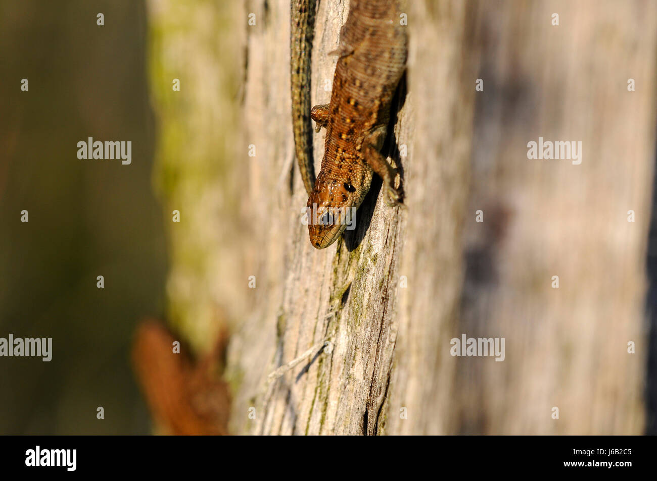 lizard reptiles sunbathing creep reptile lizard suns reptiles lizards ...