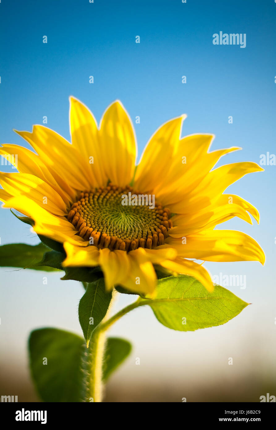 sunrise sunlight flower sunflower plant sunbeam sunday firmament sky ...