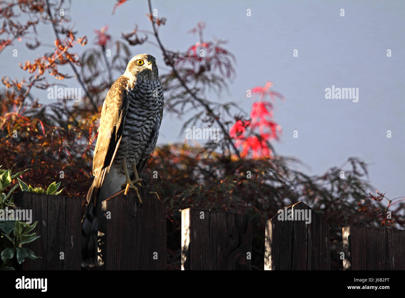 bird hunter birds raptor sparrow hawk raptor look glancing see view ...
