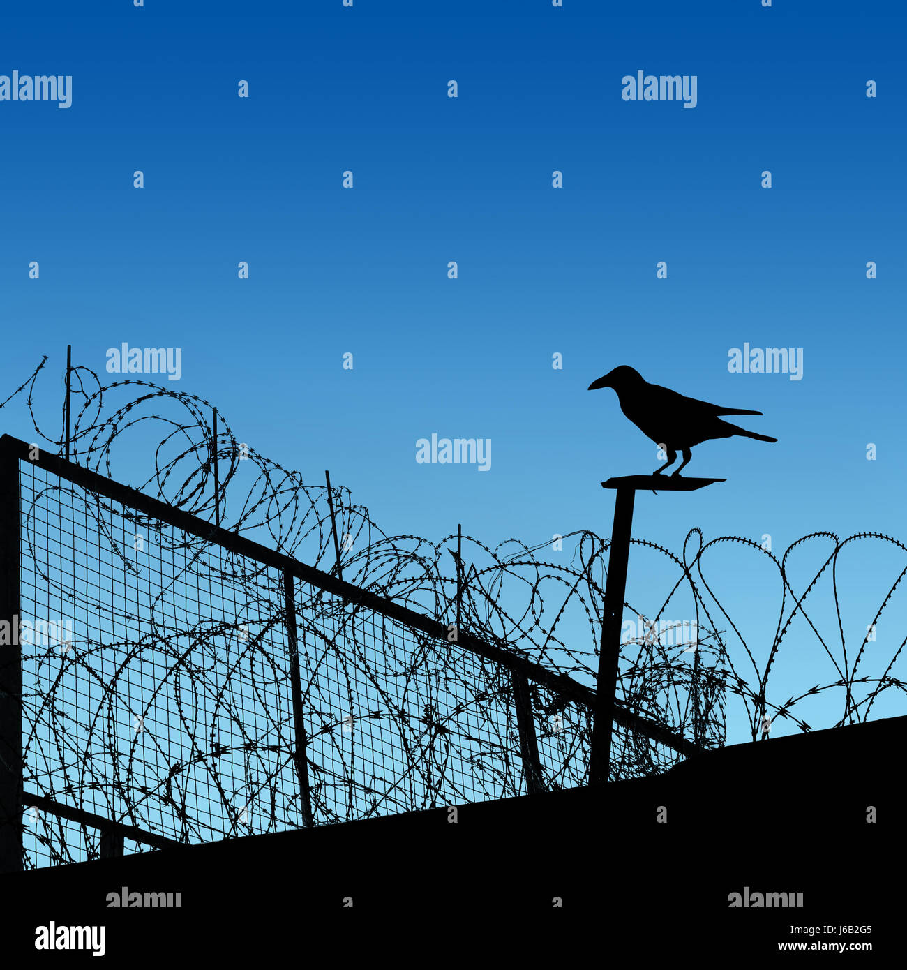 barbwire wire fence barbwire wire crow bird wall fence prison enclosure ...