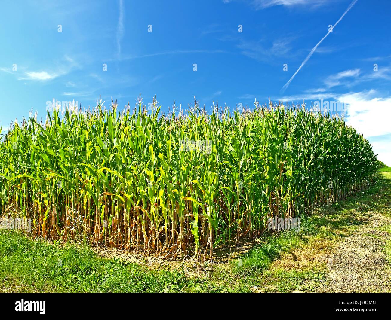 blue agriculture farming acre corn cornfield land realty ground ...