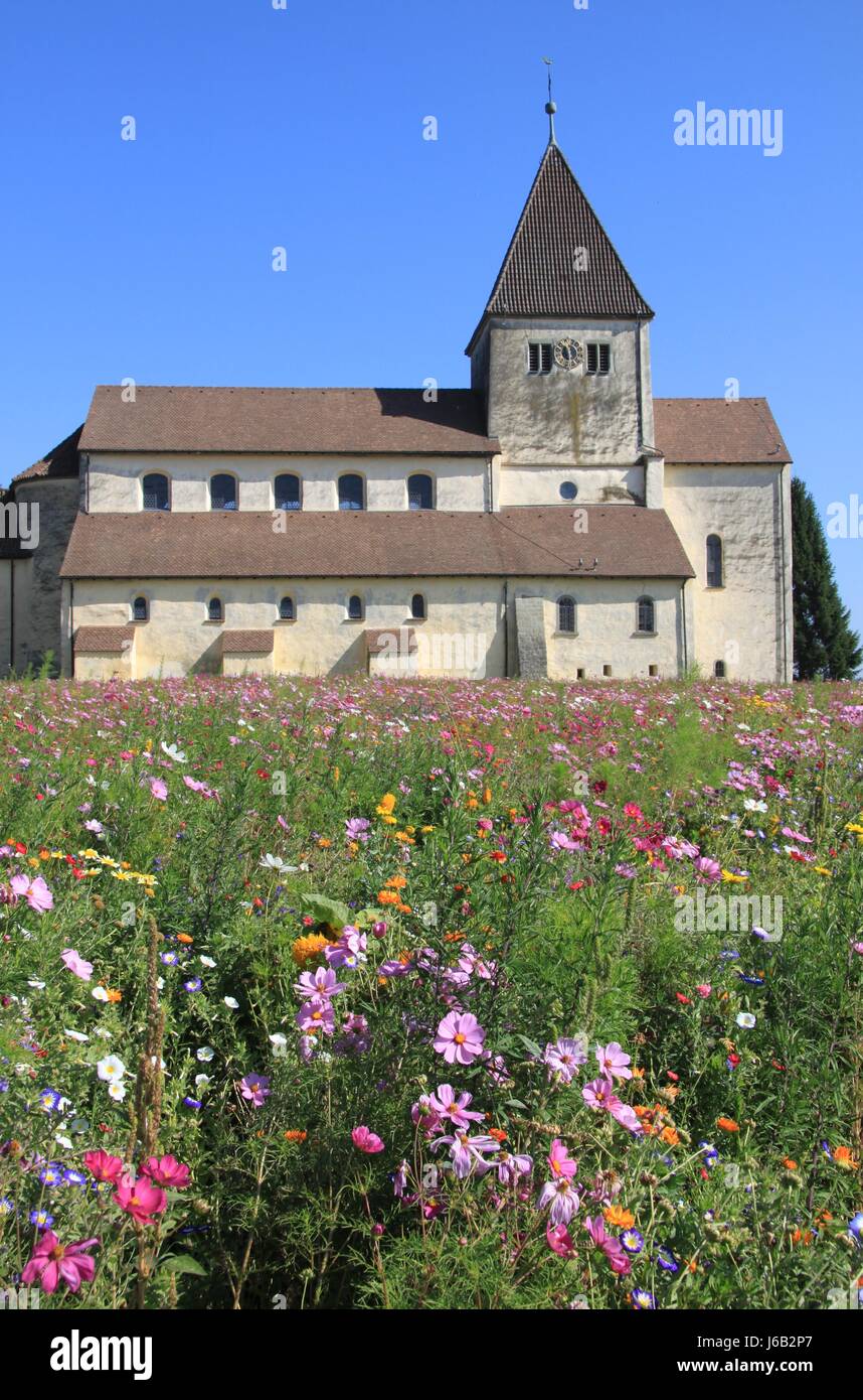 church flower flowers plant flower meadow basilica field of flowers ...