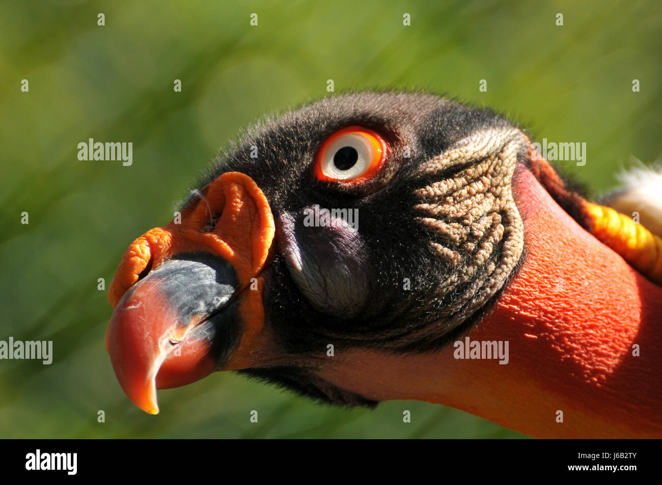 bird eye organ birds look glancing see view looking peeking looking at ...
