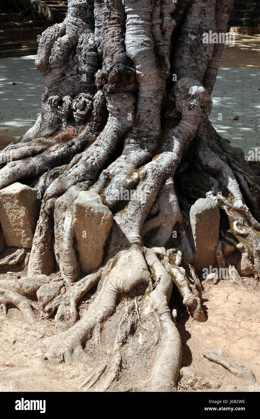 tree root rooted madagascar holy sacred old tree root rooted highland ...