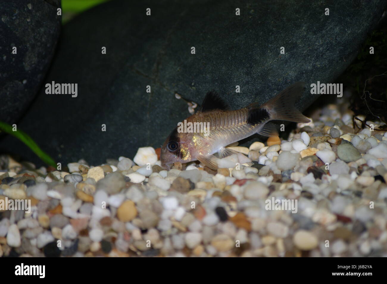 Panda corydoras hi-res stock photography and images - Alamy