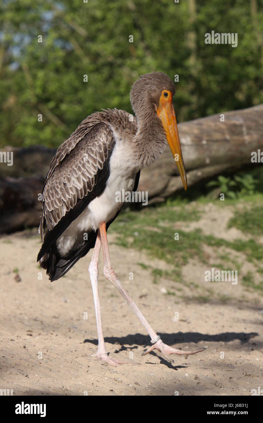 bird birds young animal ibis young younger animal bird africa birds ...
