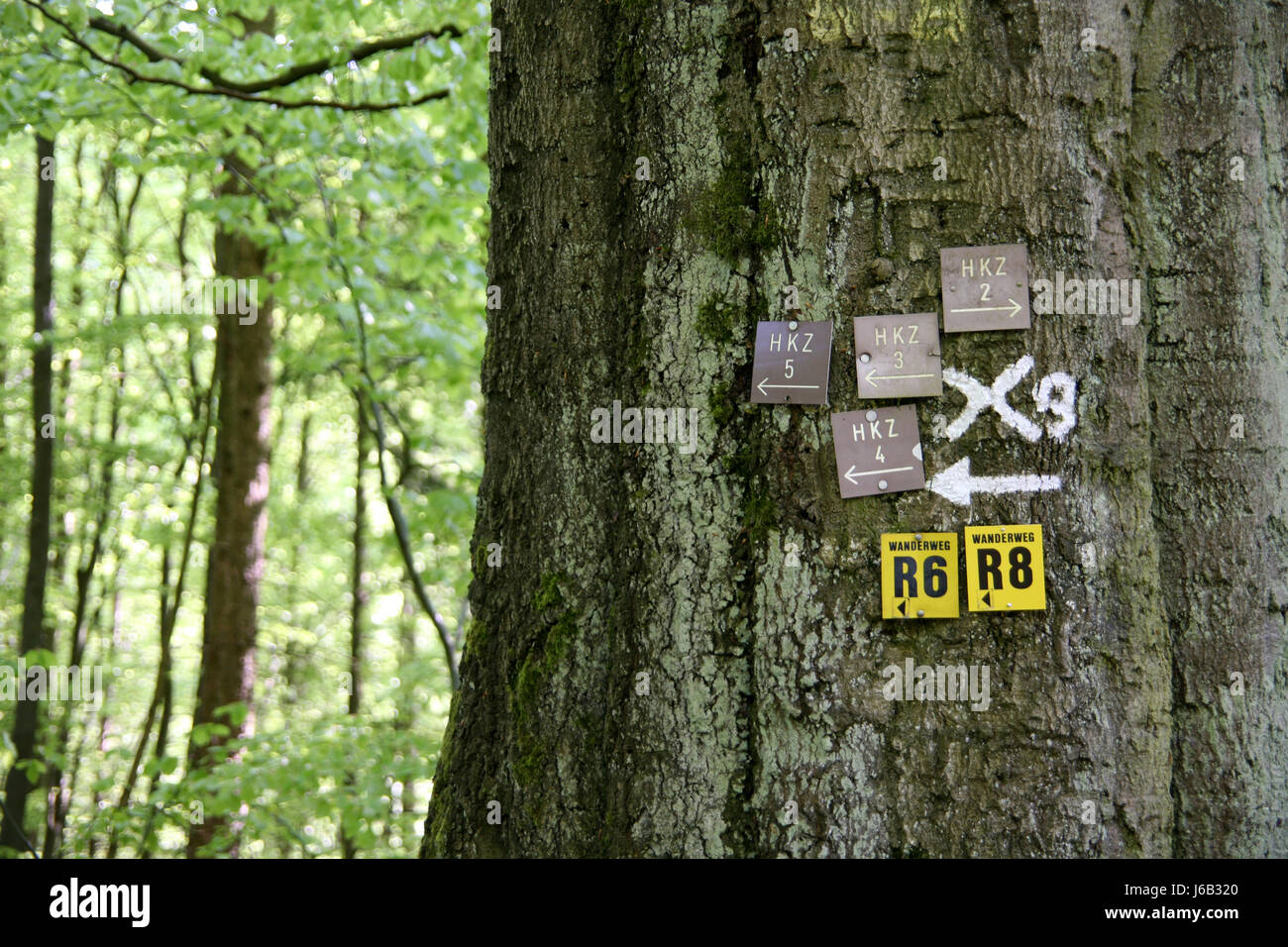 direction signpost hint arrow pointing tree trunk hike go hiking ramble ...