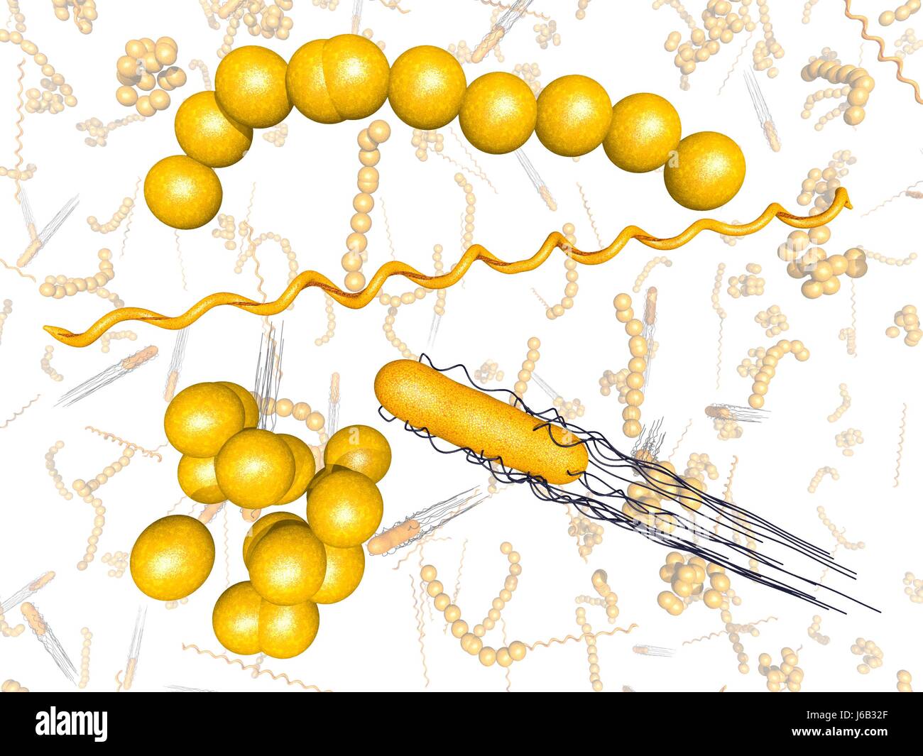 disease pathogen illness sickness bacteria borrelia streptococcus Stock ...