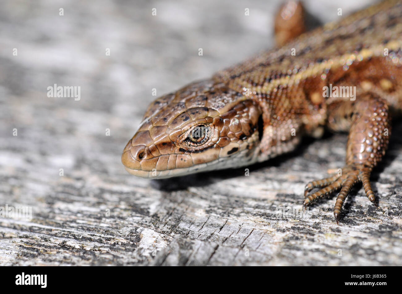 lizard suns hunt reptile lizard suns hunt reptiles lizards sunbathing ...