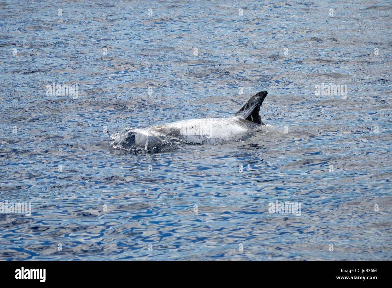 Risso dolphin hi-res stock photography and images - Alamy