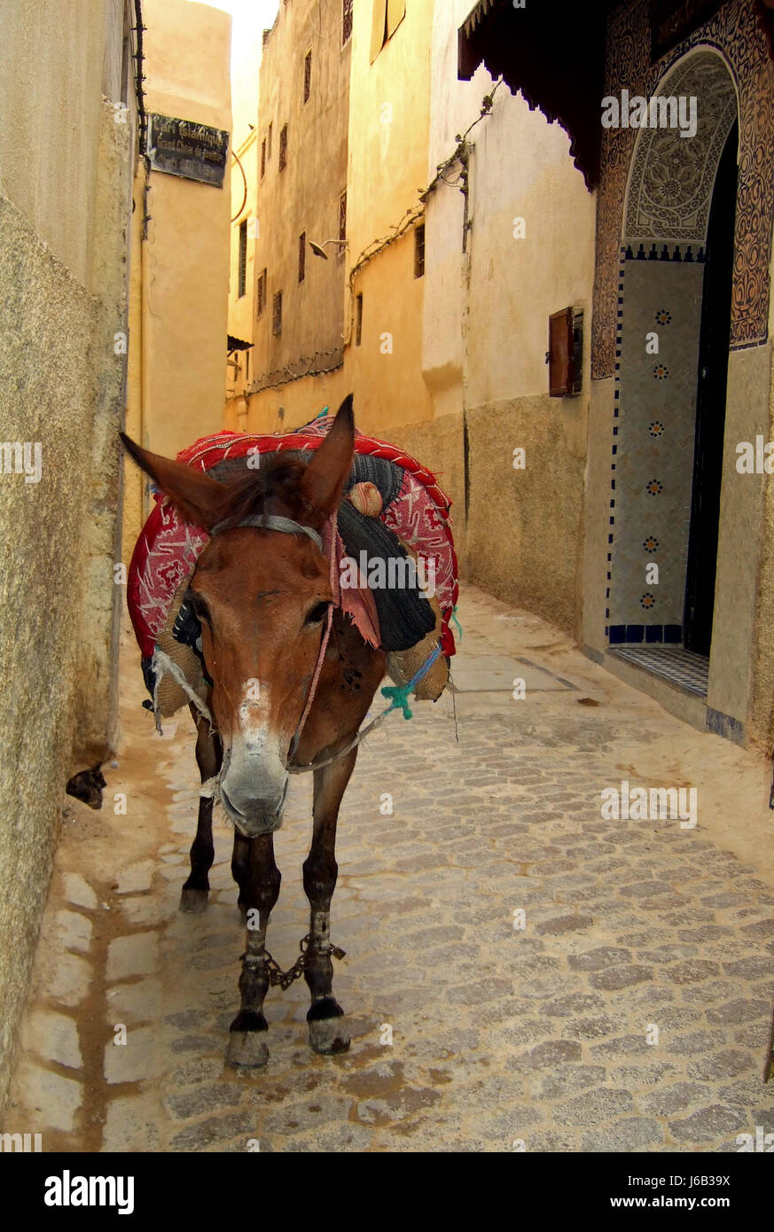 mule in the medina Stock Photo - Alamy