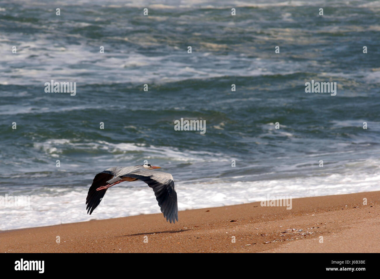 blue bird beach seaside the beach seashore beak center backdrop ...