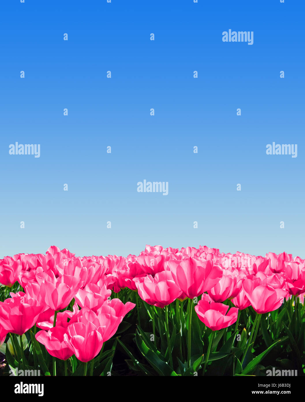 flower plant bloom blossom flourish flourishing tulip field of flowers ...