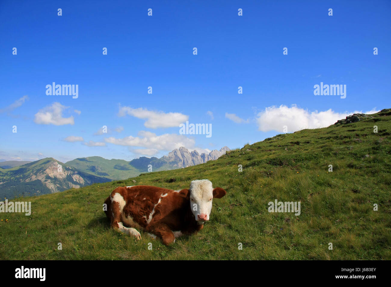 on the alm Stock Photo - Alamy