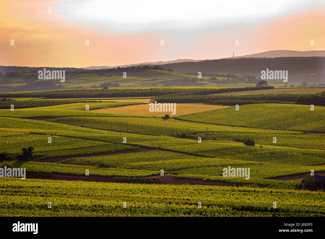 green wine fruit morning landscape scenery countryside nature winery ...