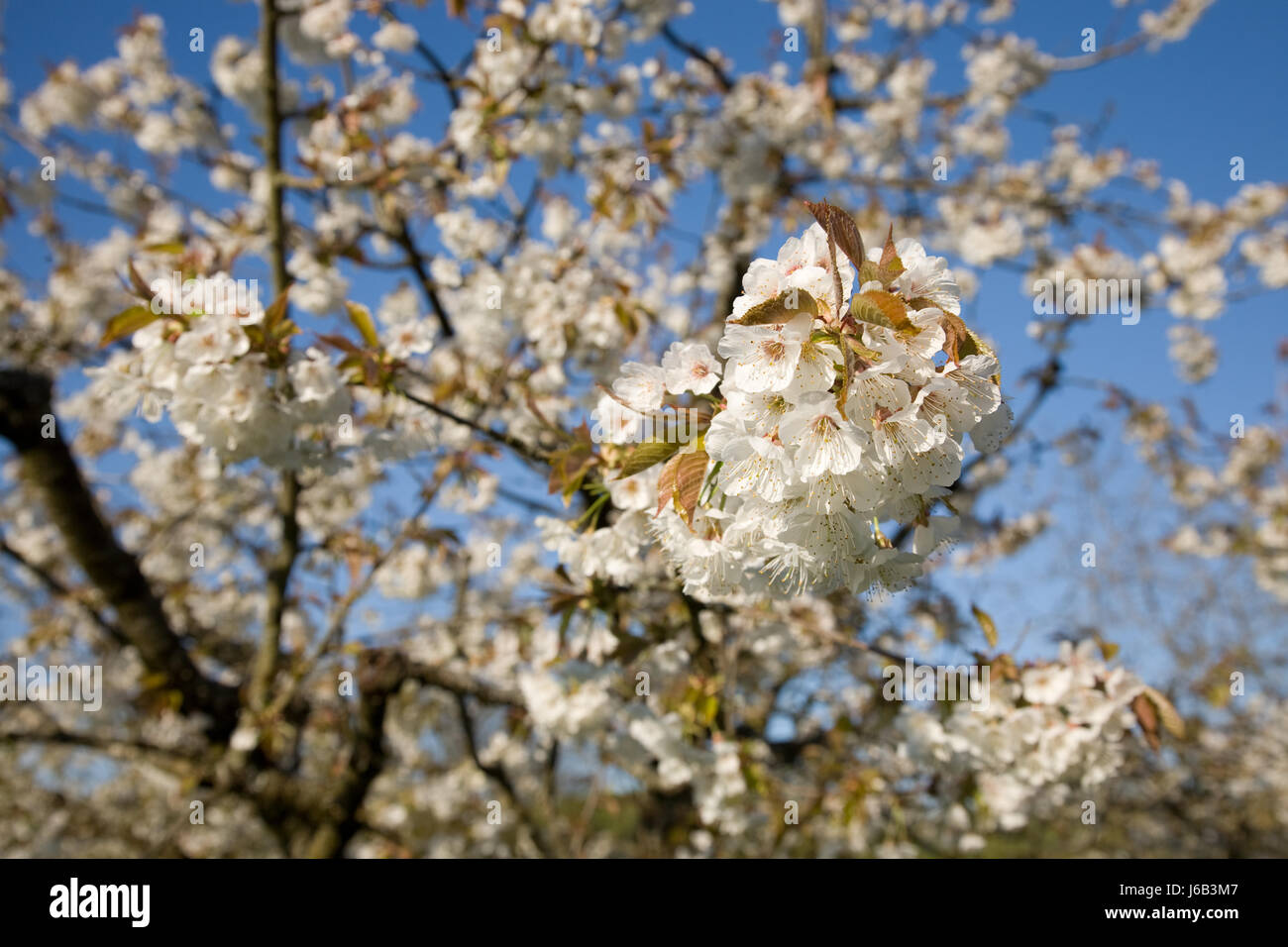agrarian tree green bloom blossom flourish flourishing agriculture ...