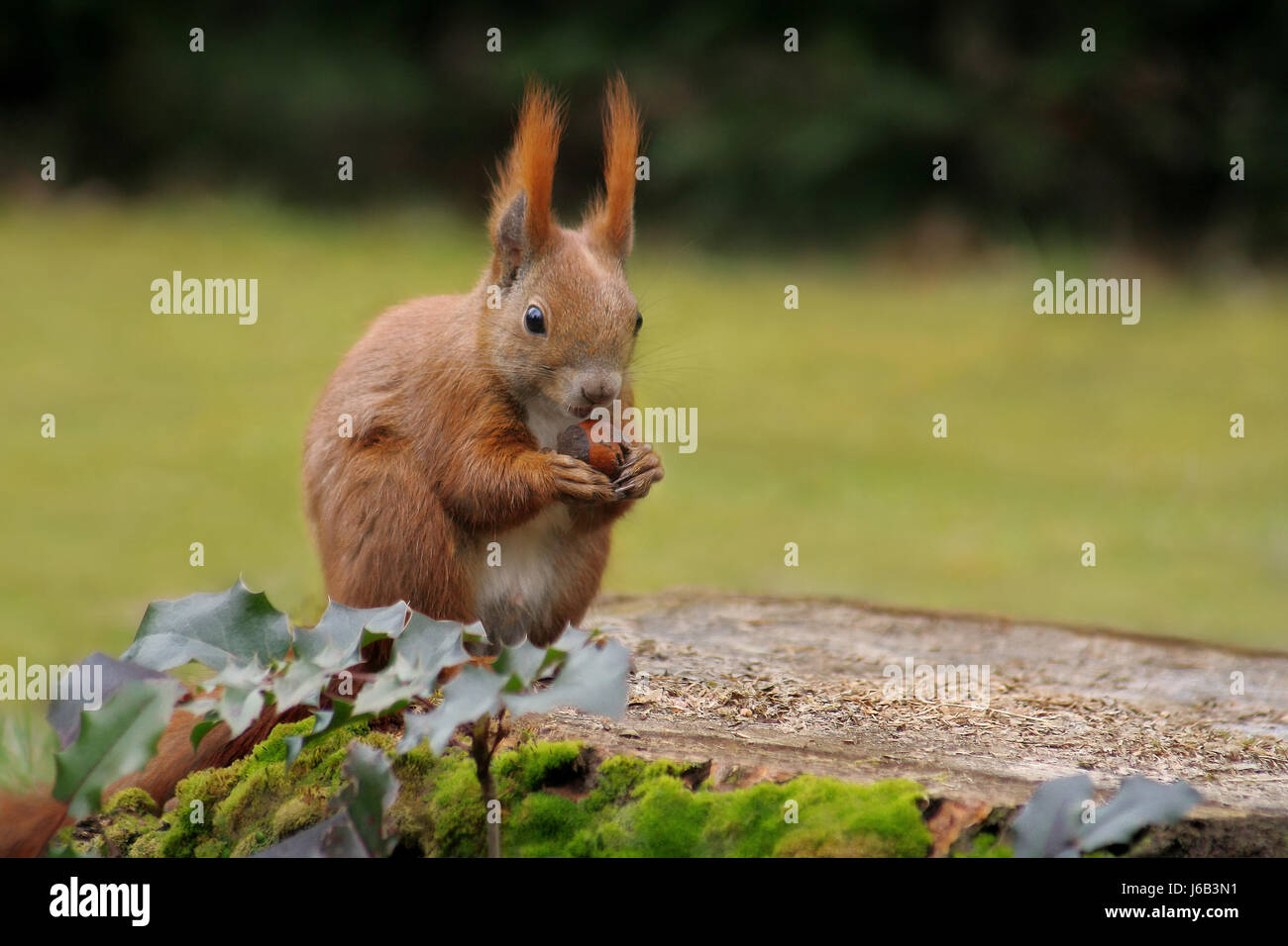 Nut eater rodent hi-res stock photography and images - Alamy