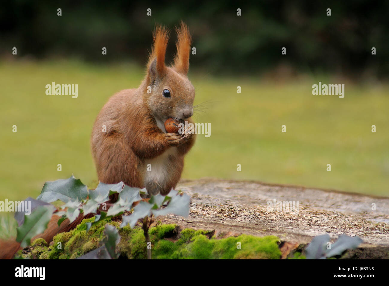 worms eye to gorge engulf devour young animal squirrel resting place ...
