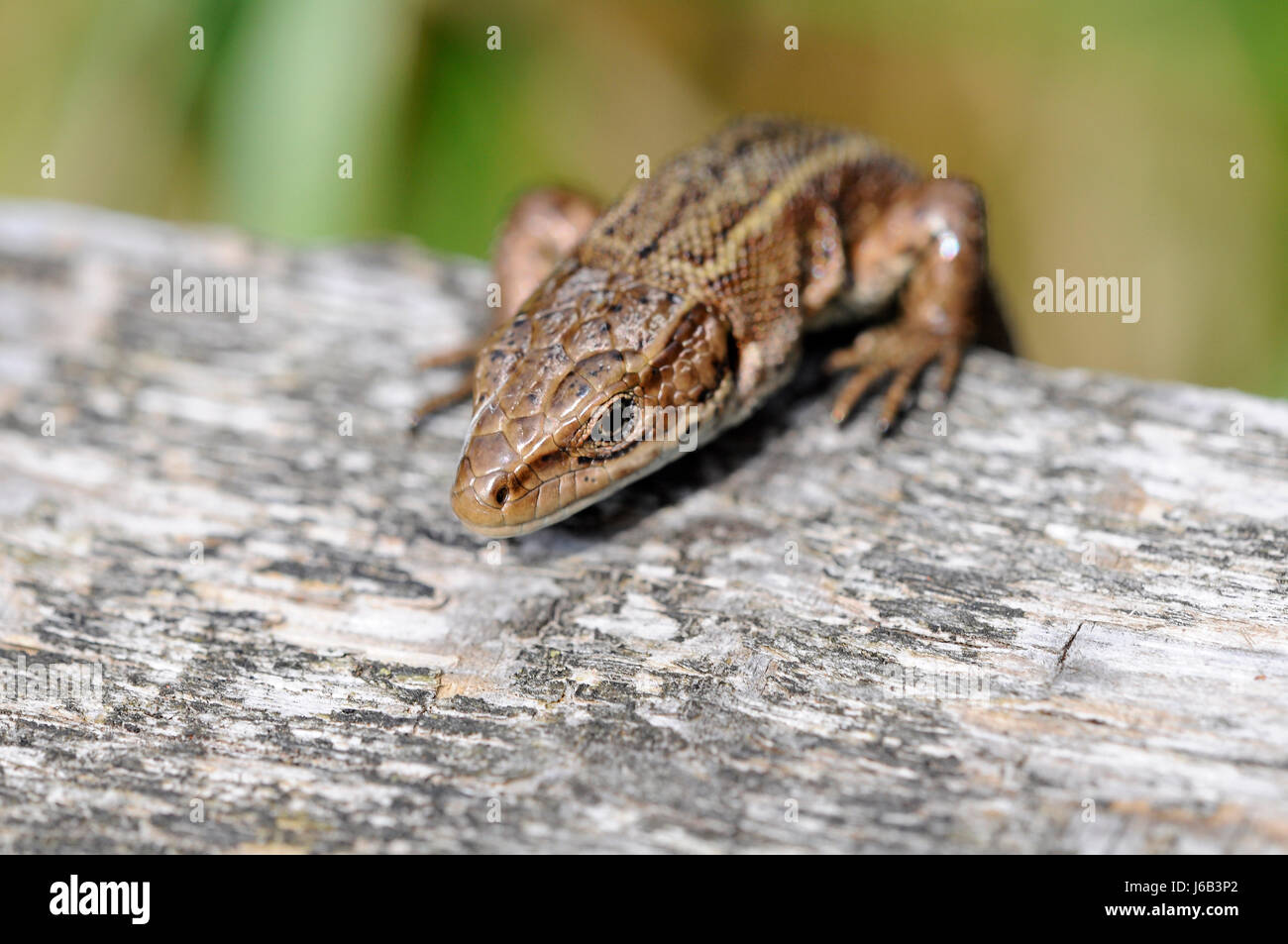 lizard reptiles sunbathing creep reptile lizard suns reptiles lizards ...