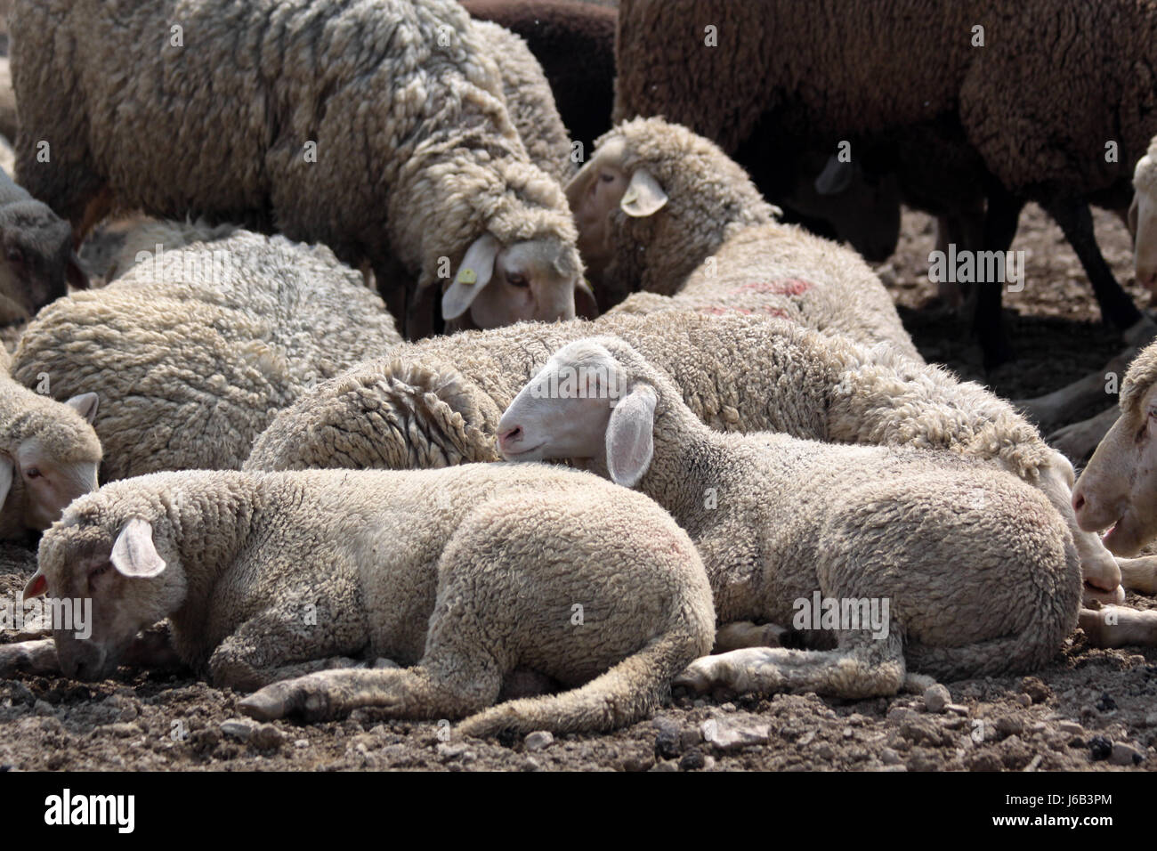 flock of sheep sheep (pl.) facilitate ease resting relax recover ...