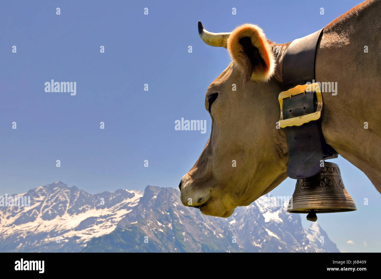 alp cow livestock farm animal milker mountains agriculture farming hike ...