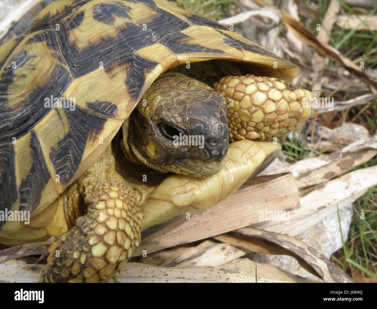 mallorca spain spring May tortoise portrait amphibians reptiles turtle ...