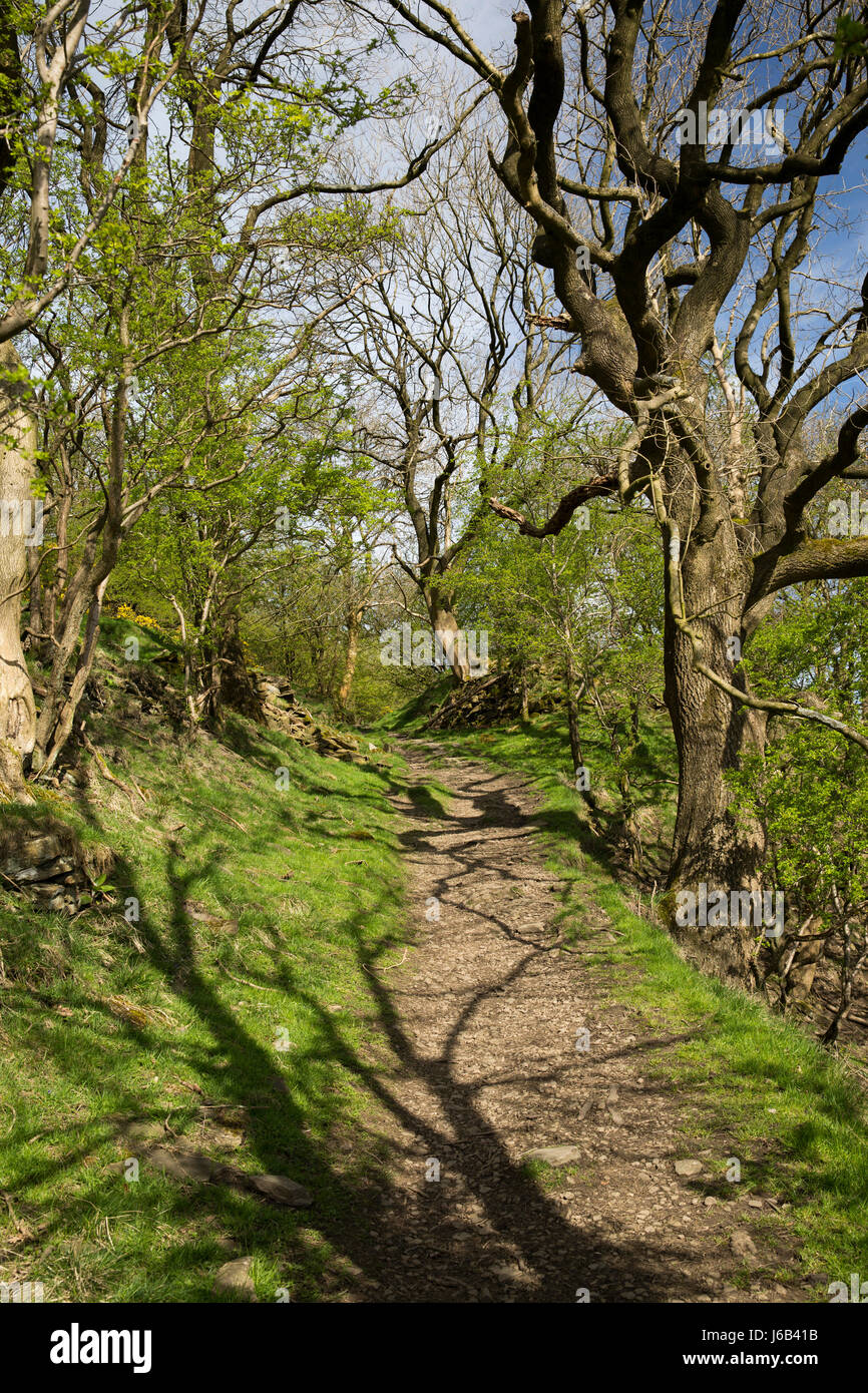 UK, England, Cheshire, Rainow, footpath through trees up Kerridge Hill ...