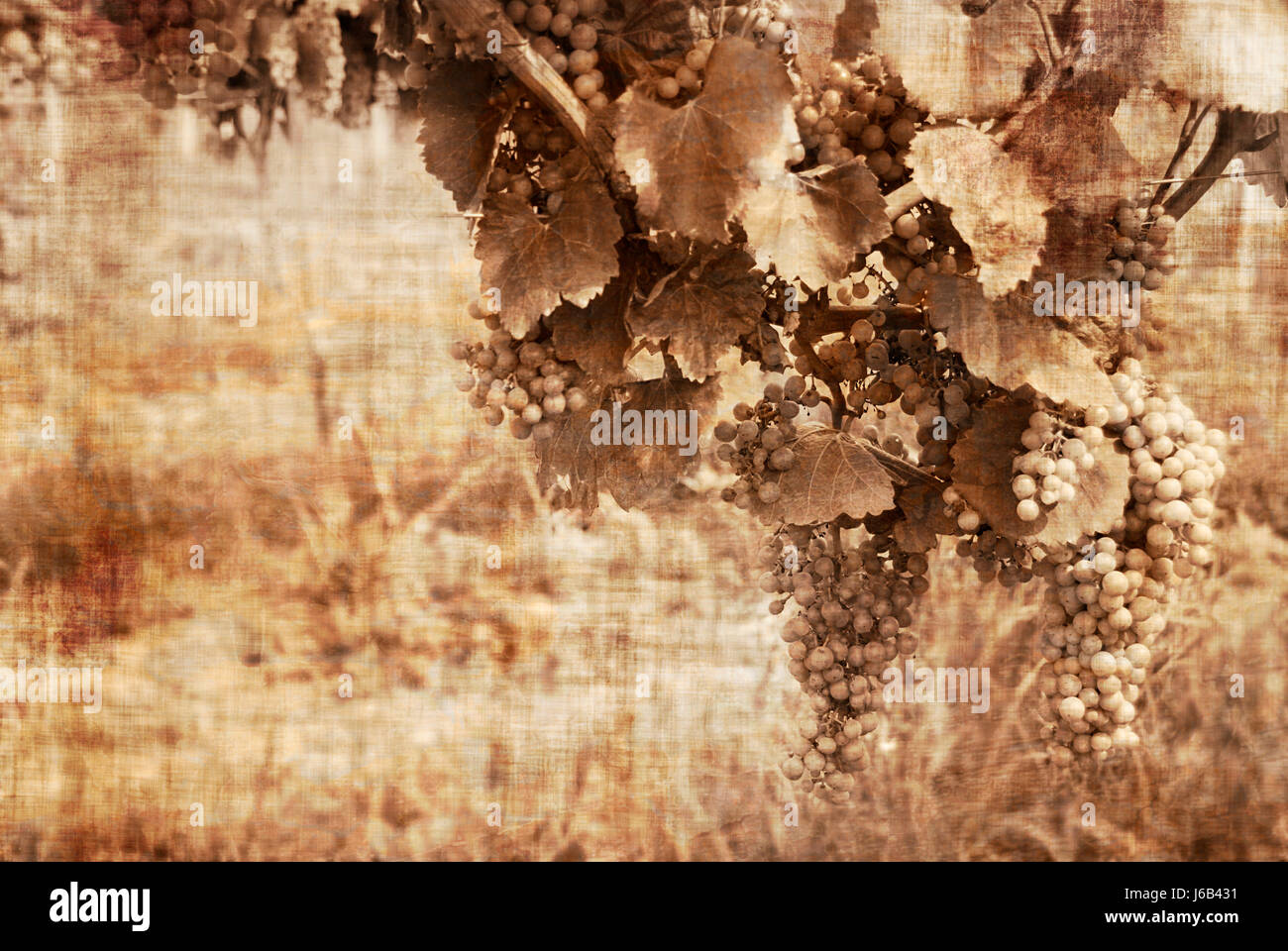 grapes vintage old backdrop background bunches of grapes food aliment ...