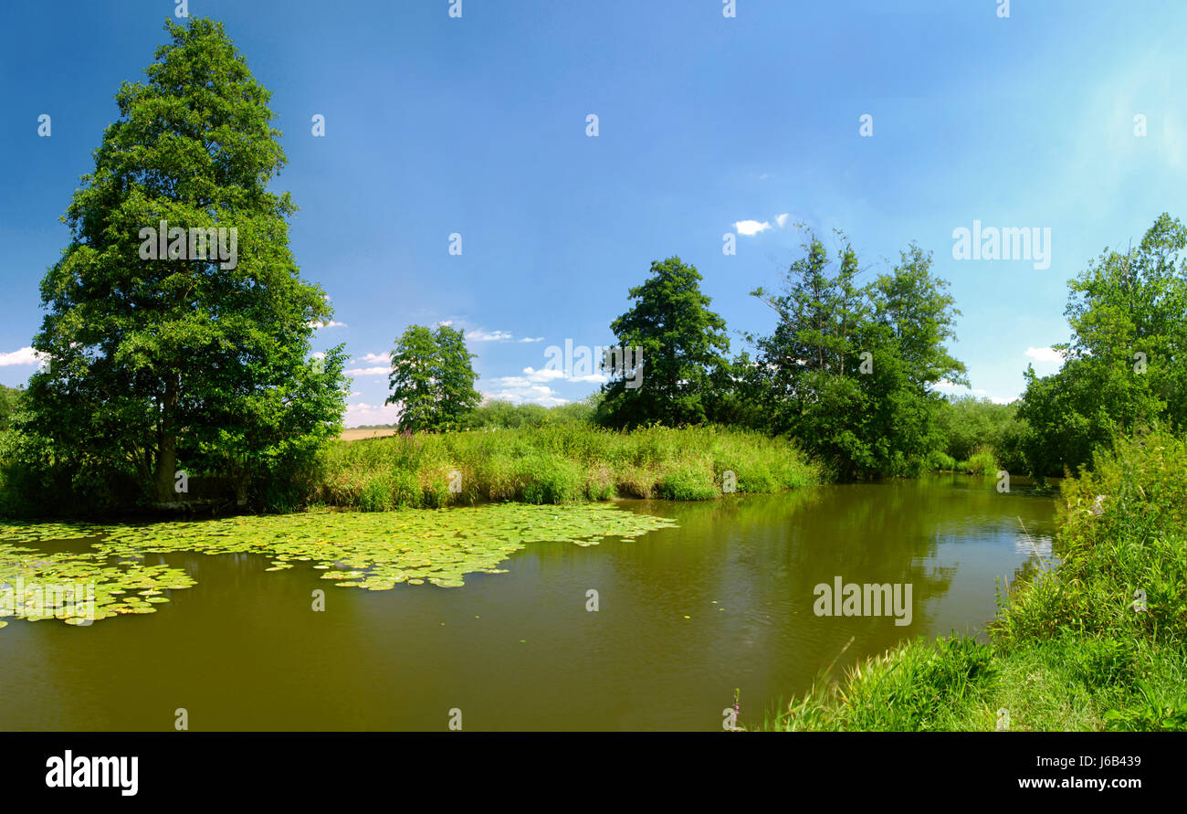 tree trees sight view outlook perspective vista panorama lookout ...