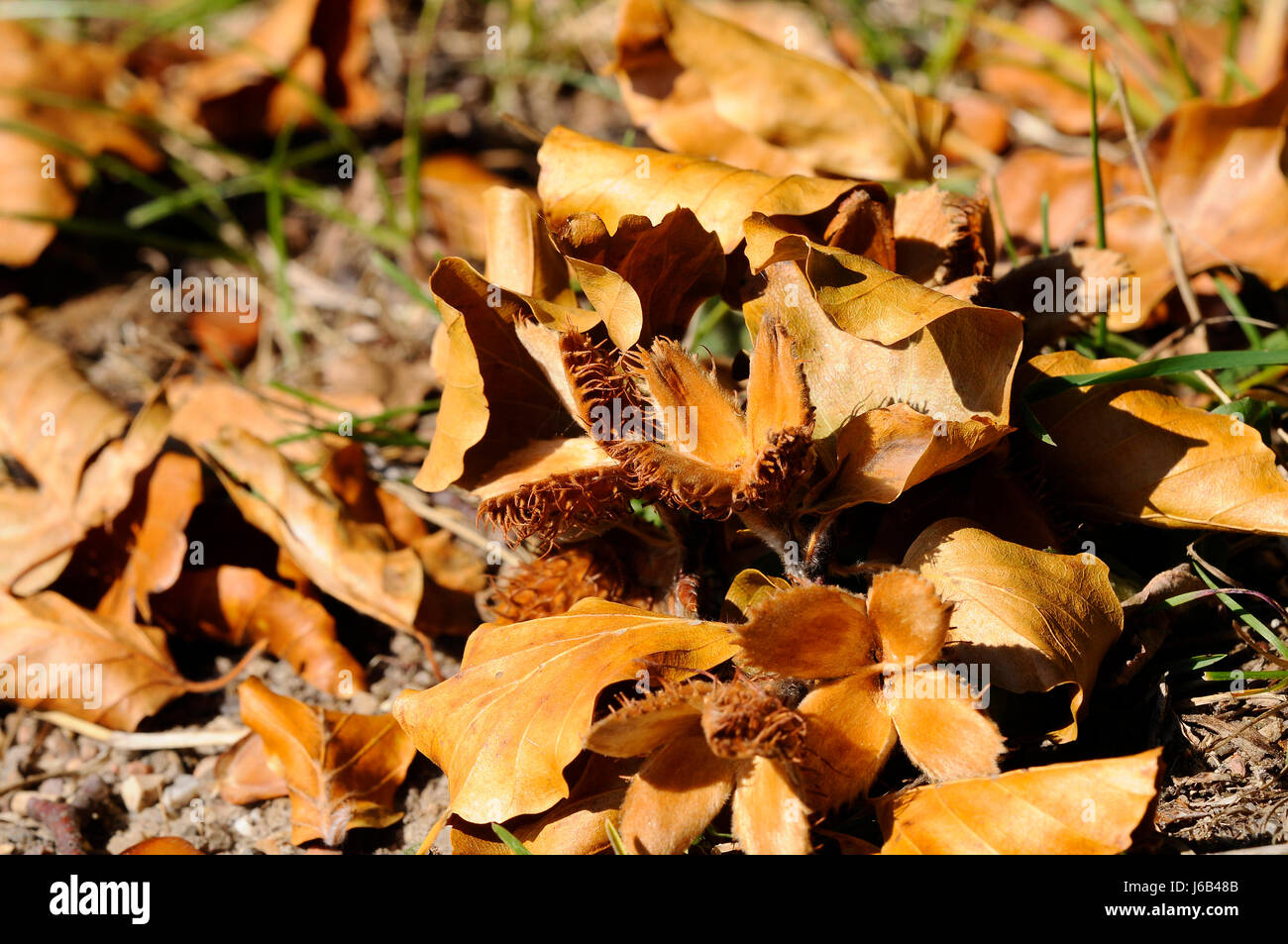 Copper beech fruit hi-res stock photography and images - Alamy