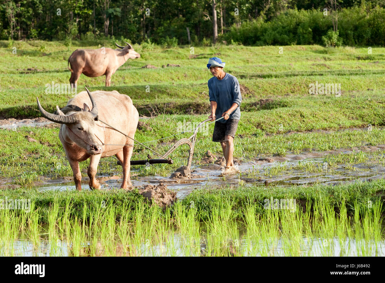 plough with water buffalo,rice field Stock Photo - Alamy