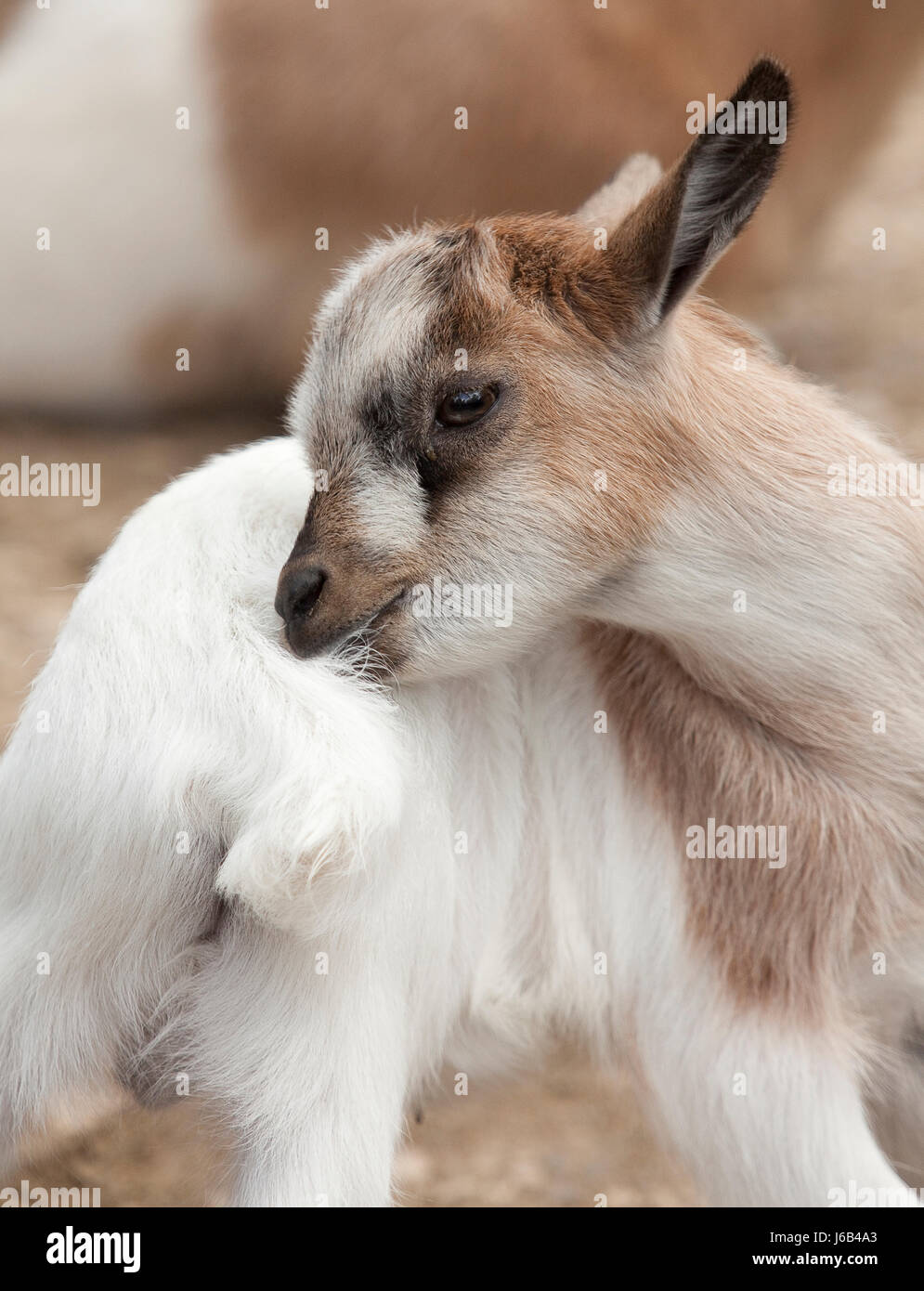 Gei hi-res stock photography and images - Alamy