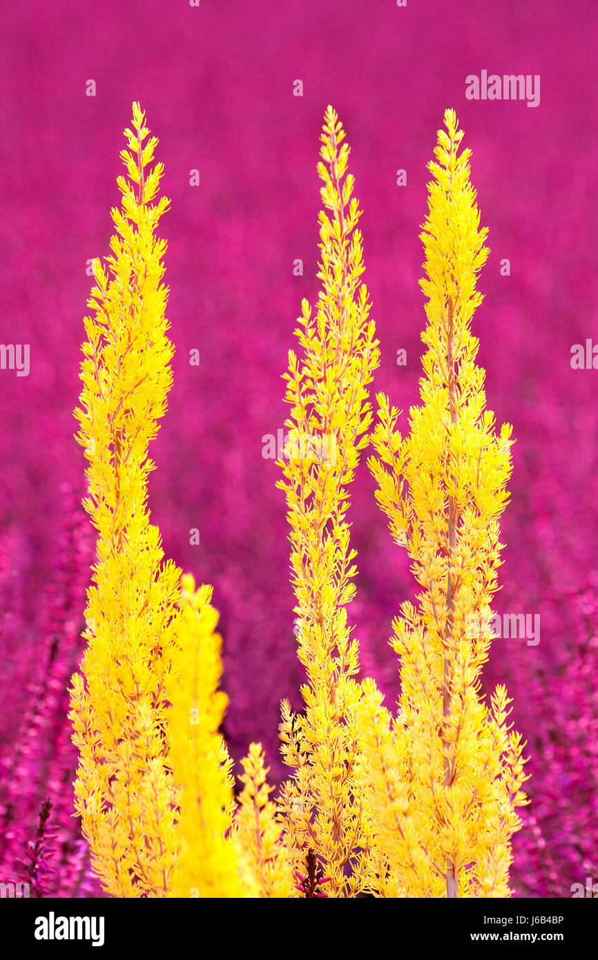 heath heather plant plant shrub red yellow erica arborea baumheide ...