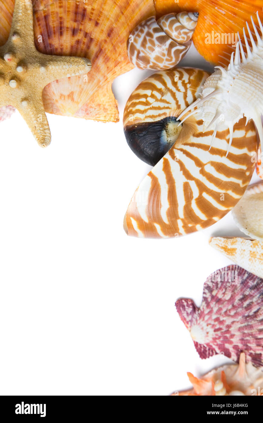 animal starfish seashell salt water sea ocean water backdrop background ...