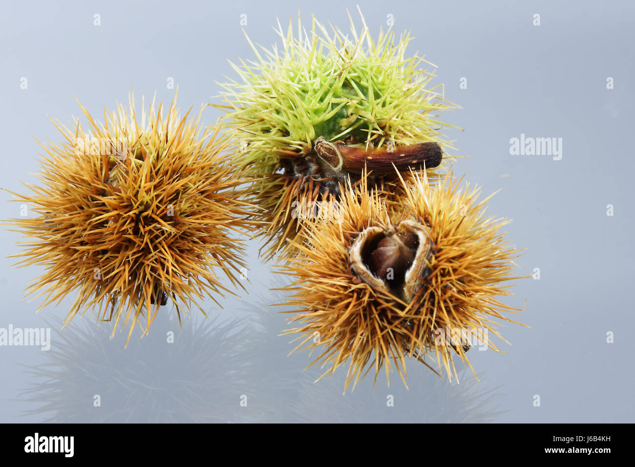 chestnut chestnut fall autumn castanea edelkastanie castanea nussfrucht ...