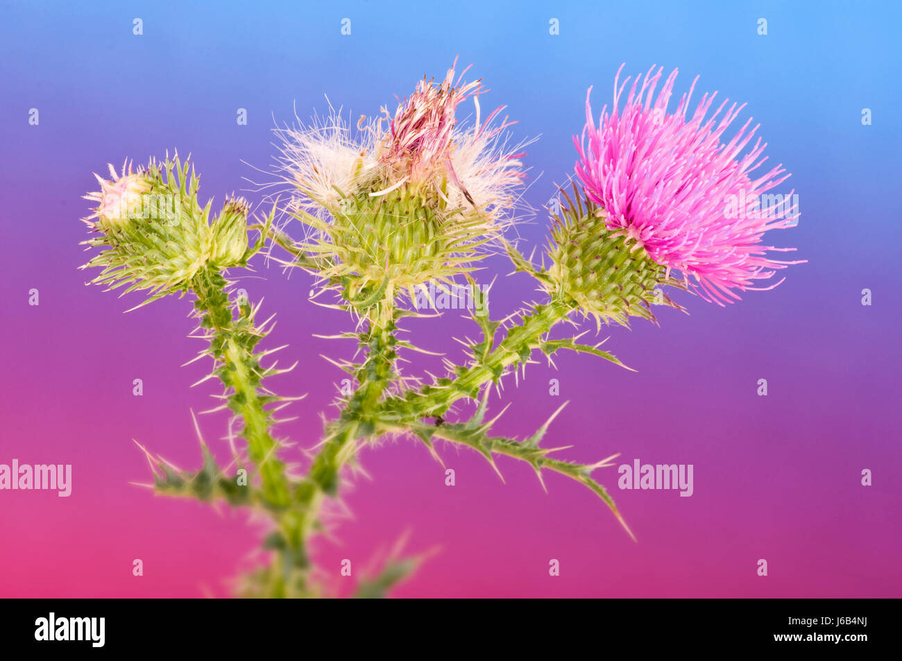 colour flower plant coloured progression thistle prickly sting pink ...