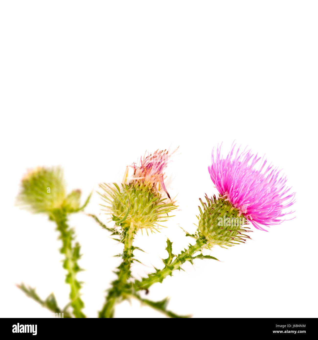 thistle - cut Stock Photo - Alamy